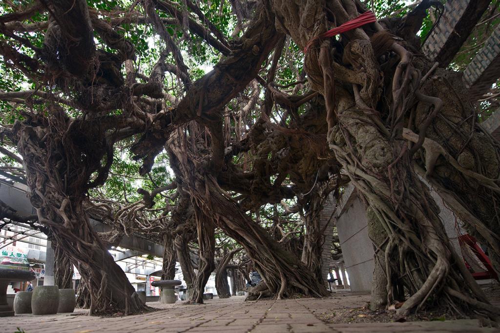 Tongliang Great Banyan > Scenic Spot Search > Tourism Administration ...