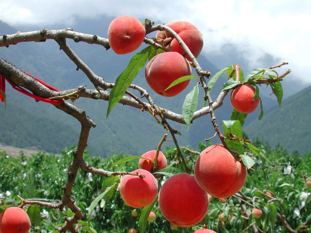 Wuling Farm > Taichung City > Tourism Administration, Republic of China ...